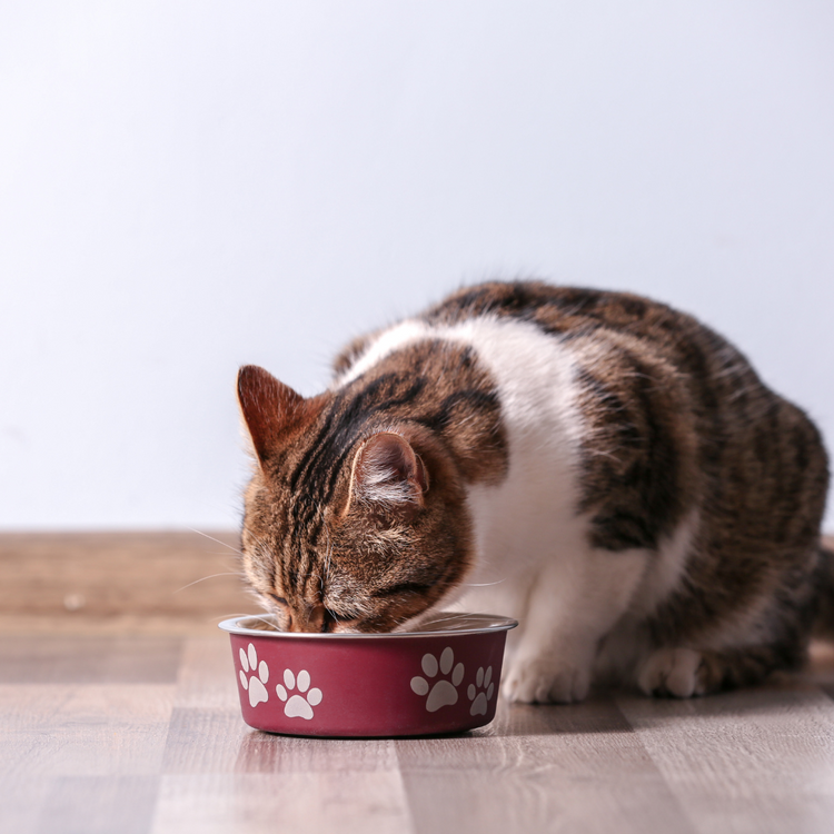 Cat – Bernie's Pet Barn