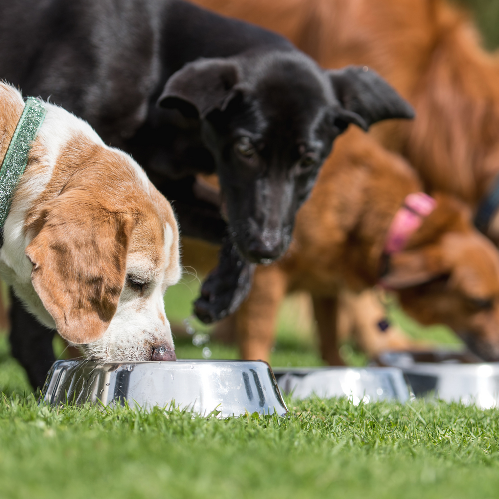 Dog – Bernie's Pet Barn